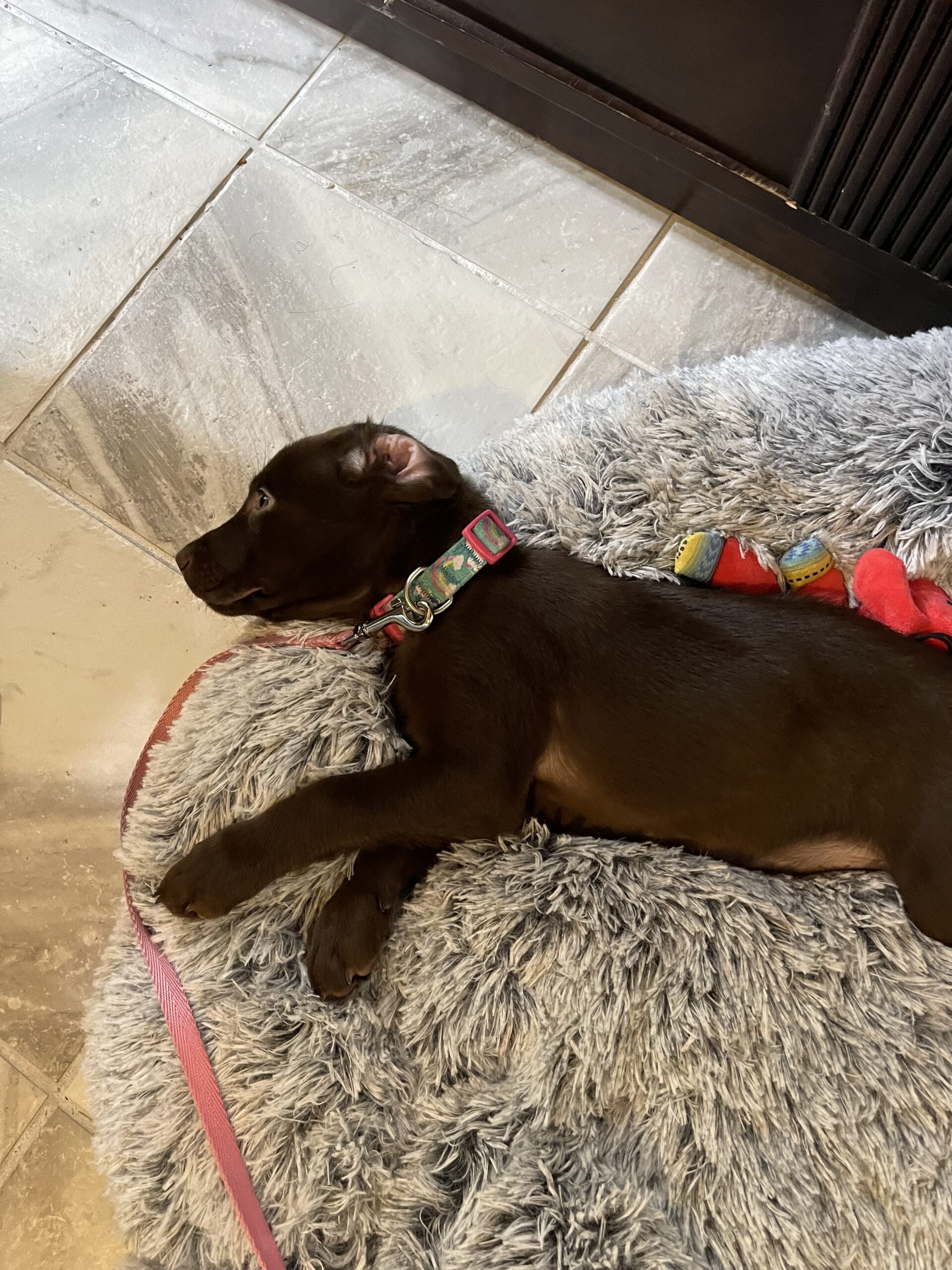 Borosky Labradors