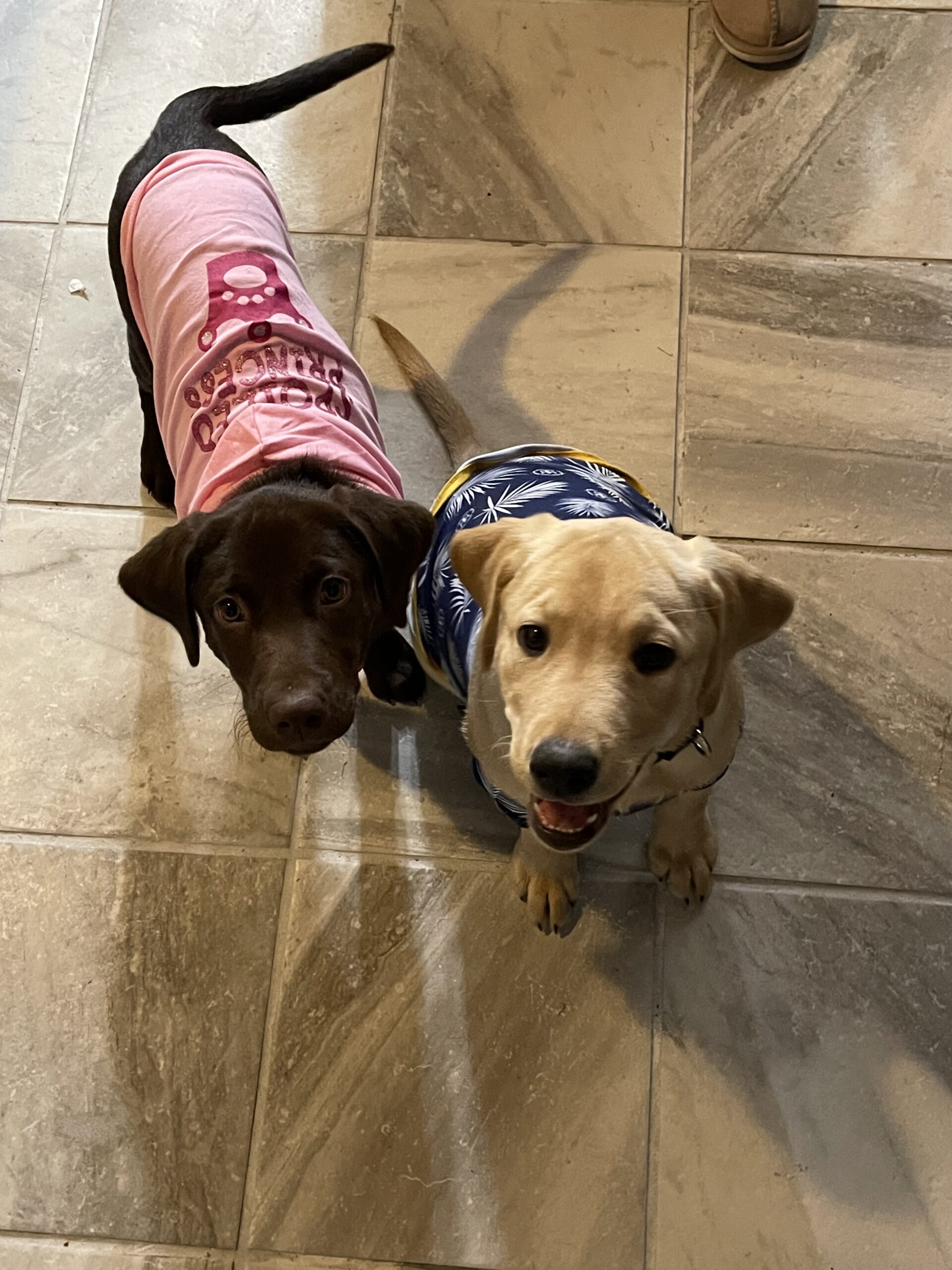 Borosky Labradors