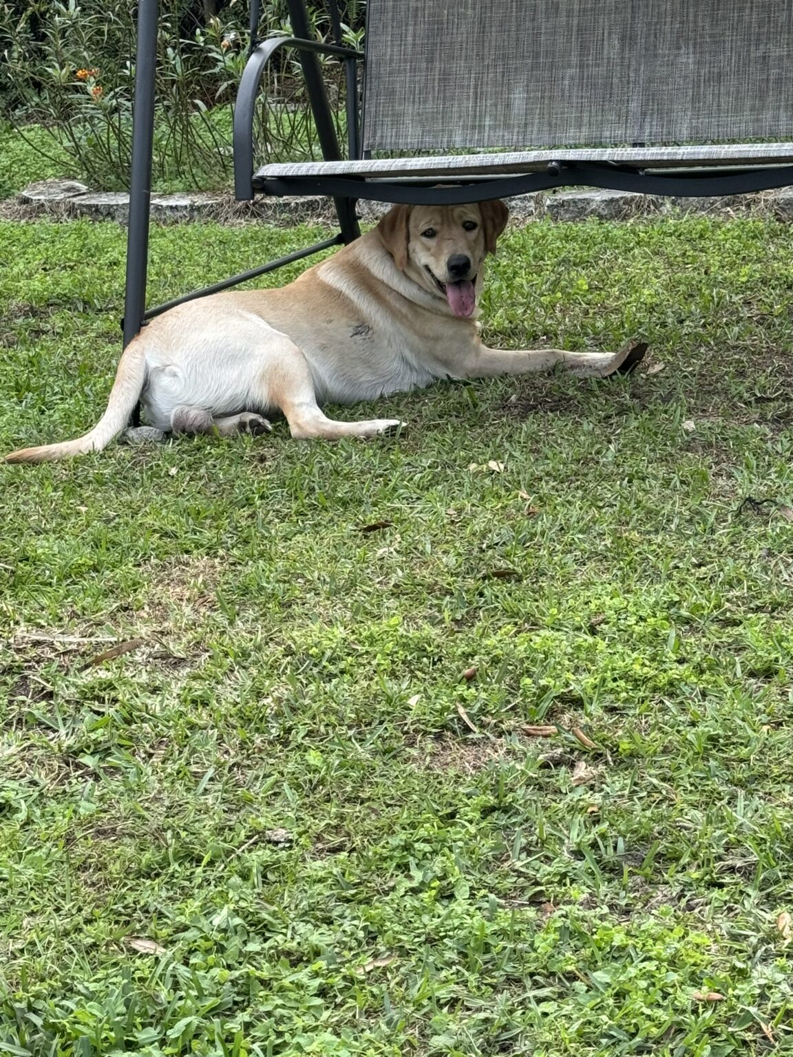 Labrador Retrievers for Orlando, FL. - Borosky Labradors
