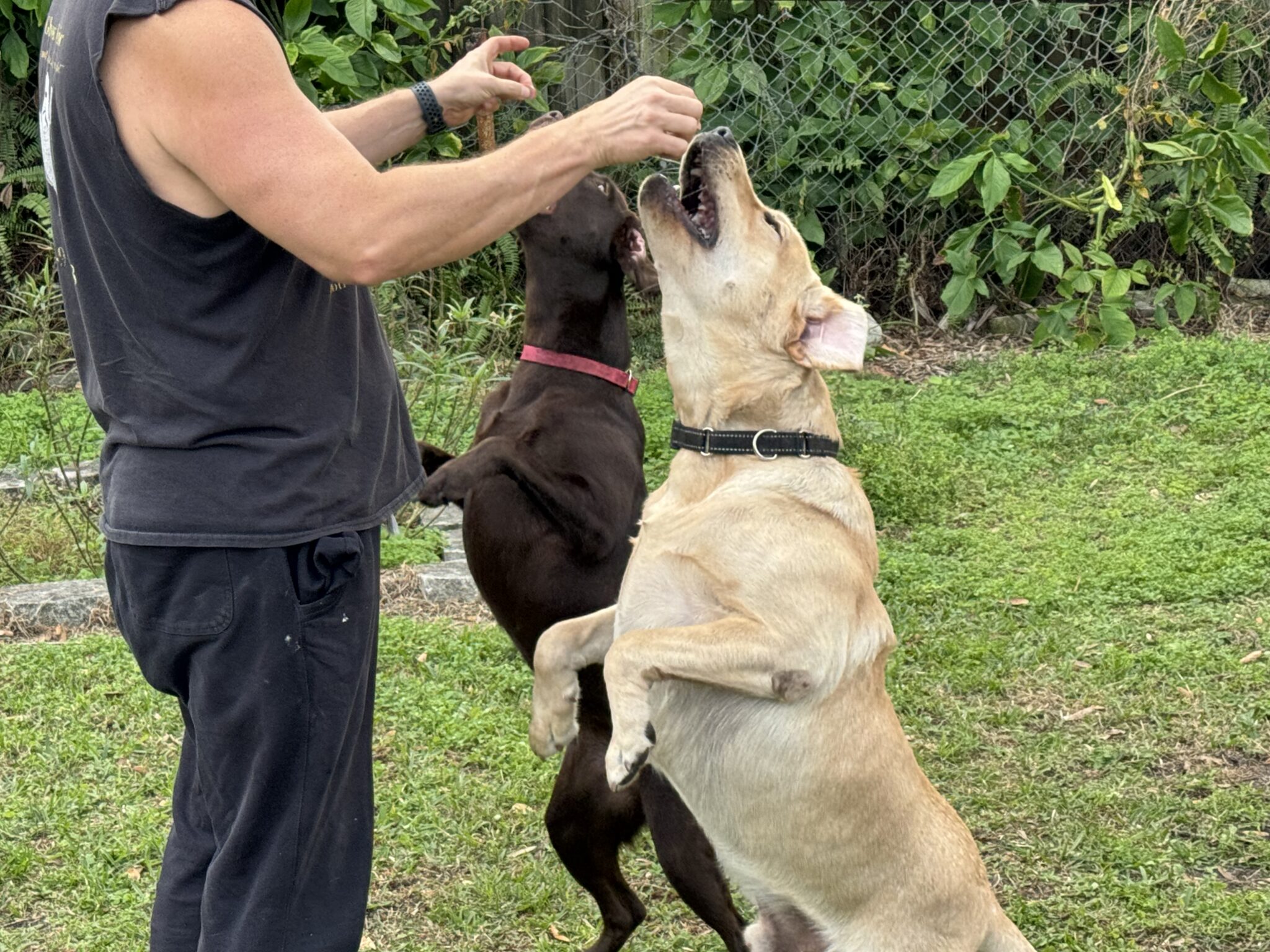 Training Basics: Effective Methods for Training Your Puppy
